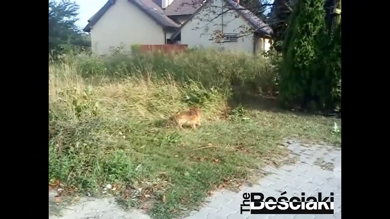 TheBeściaki - Dziwny Pies - Dailymotion Video