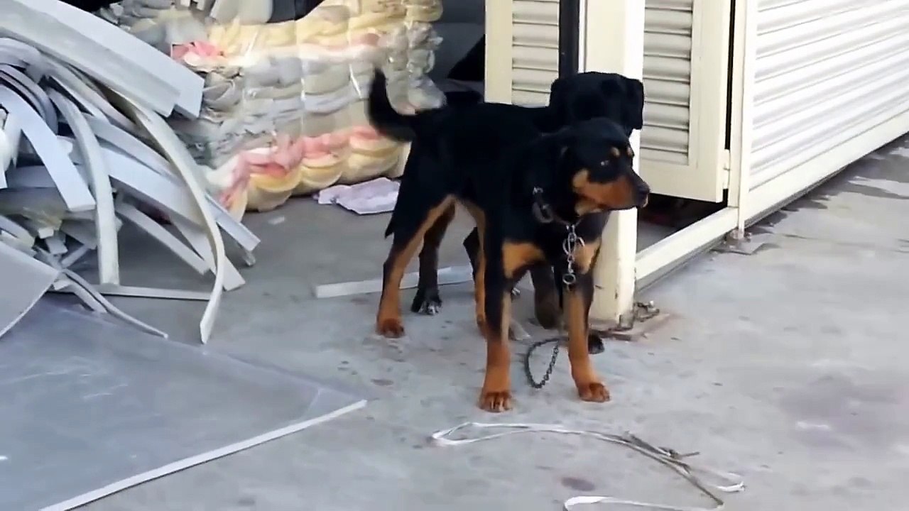 Mating dog - video Dailymotion