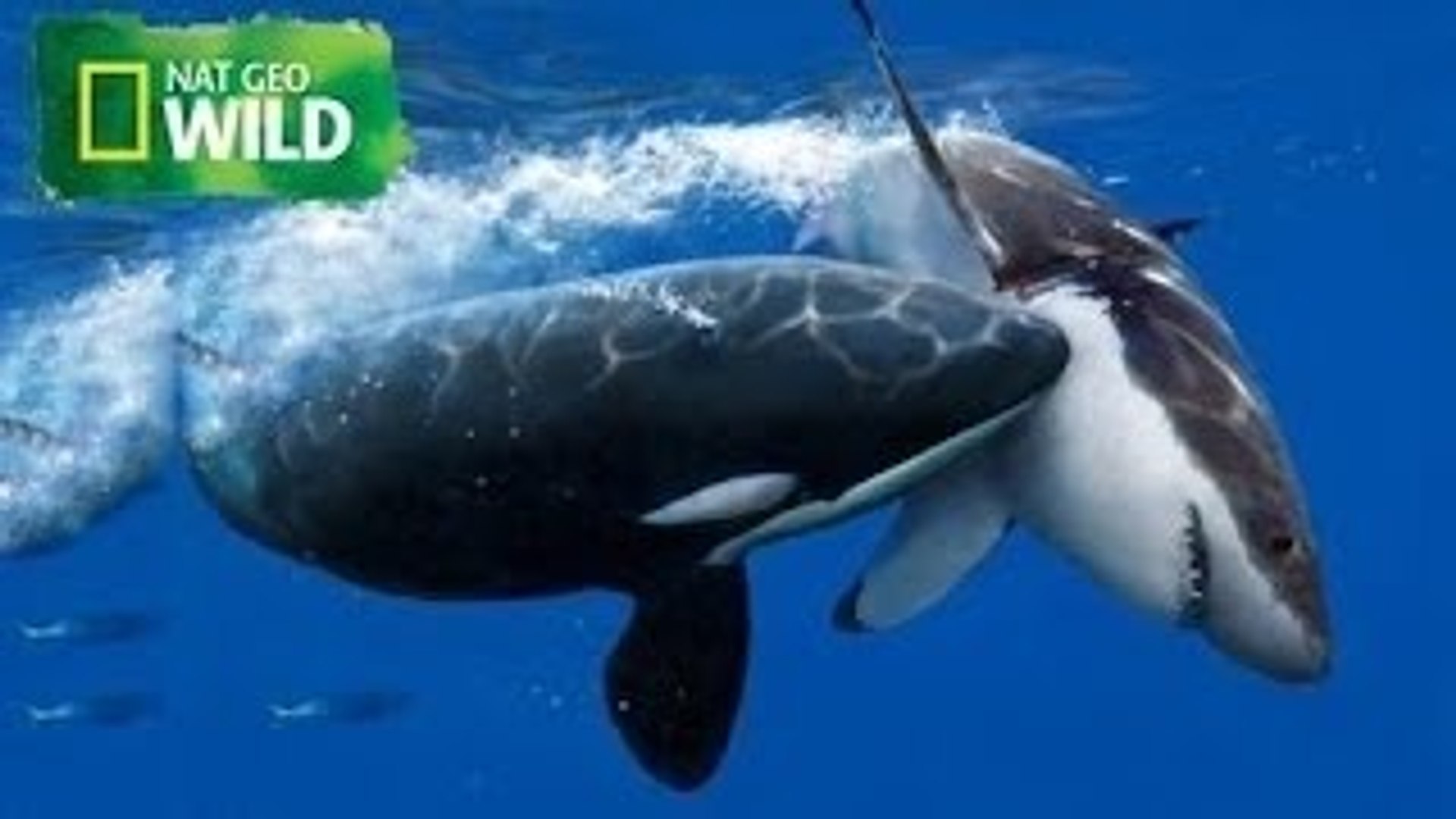 Killer Whale Vs Great White Shark Orcas Shown Hunting And Killing