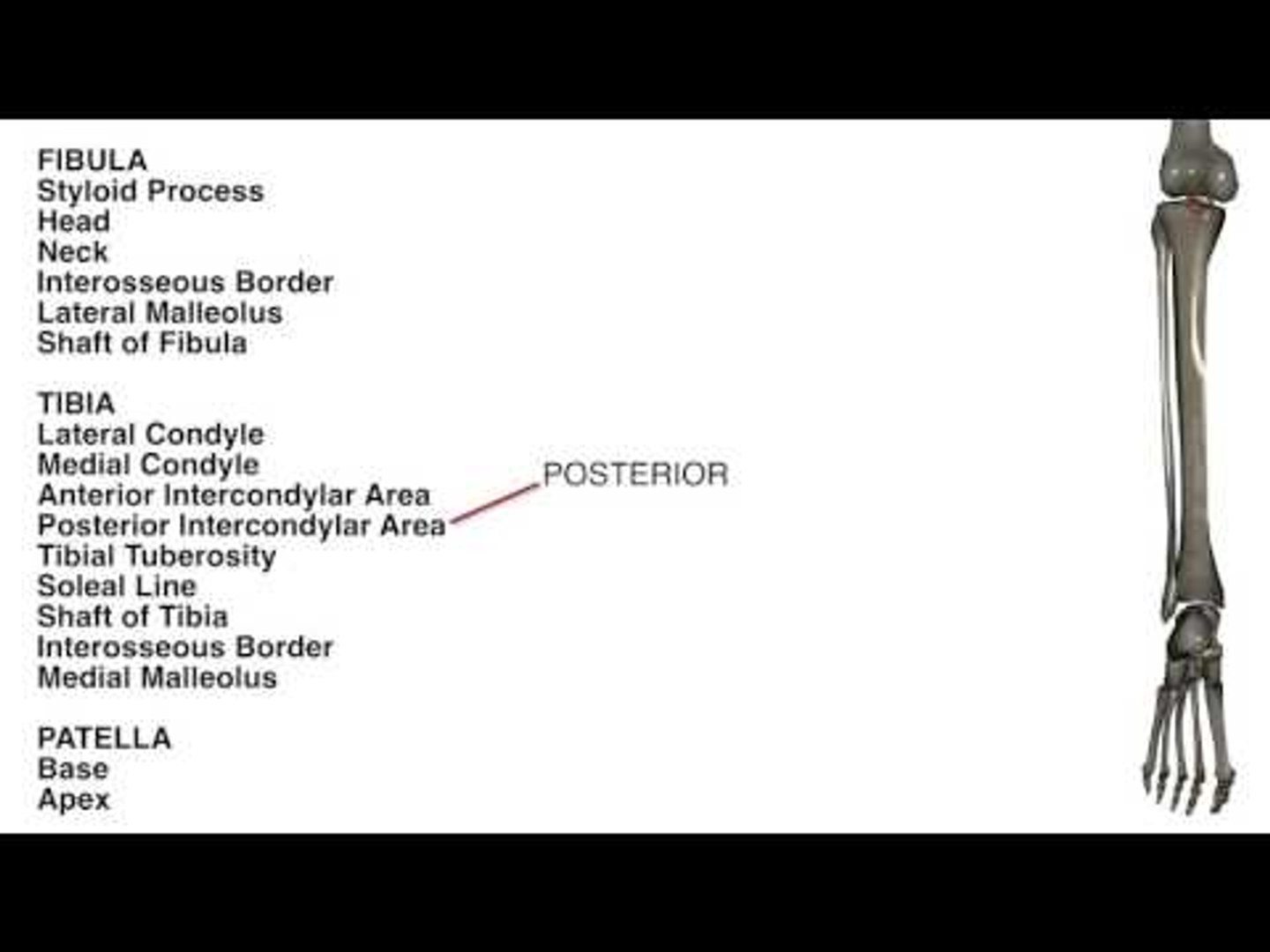Styloid Process Of Fibula