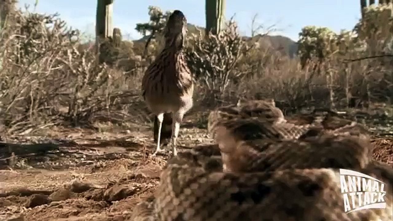 Roadrunner Attacks Rattlesnake - Exclusive Video_(360p) - video Dailymotion