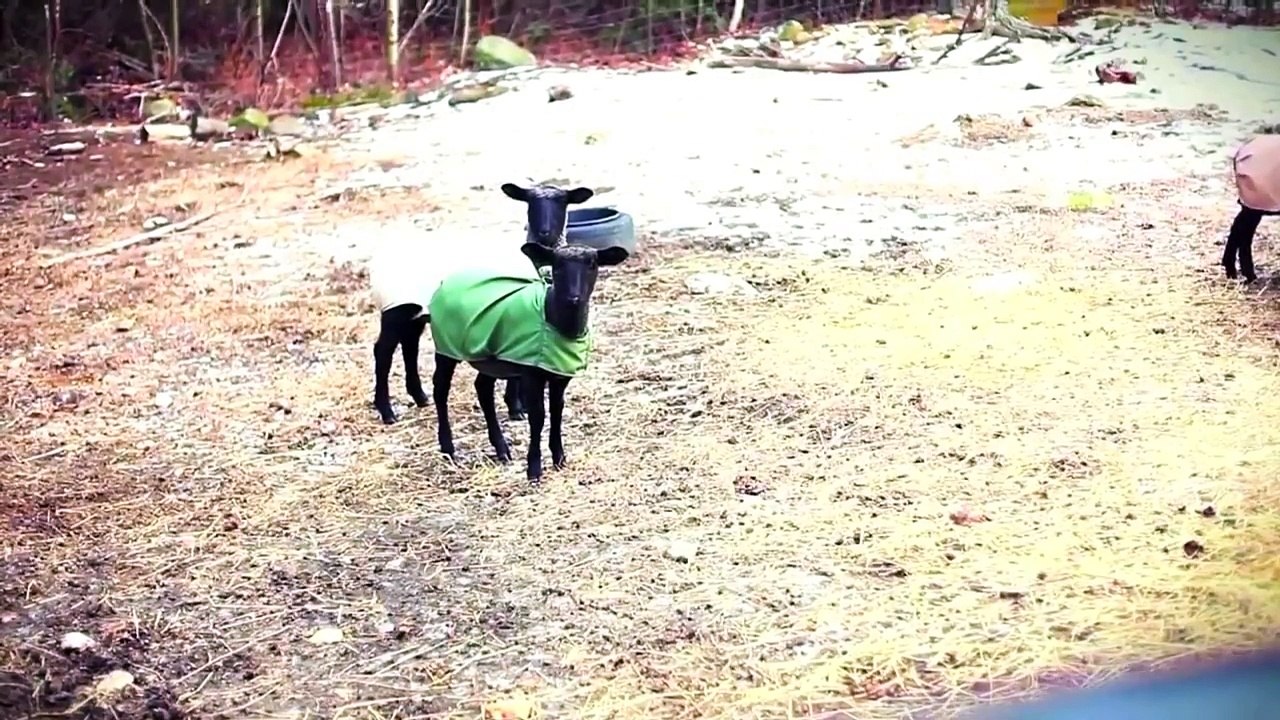Funny Goats Screaming like Humans - Dailymotion Video