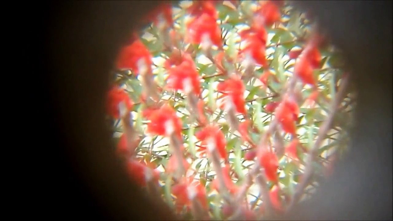 How is the Insect Vision? - video Dailymotion