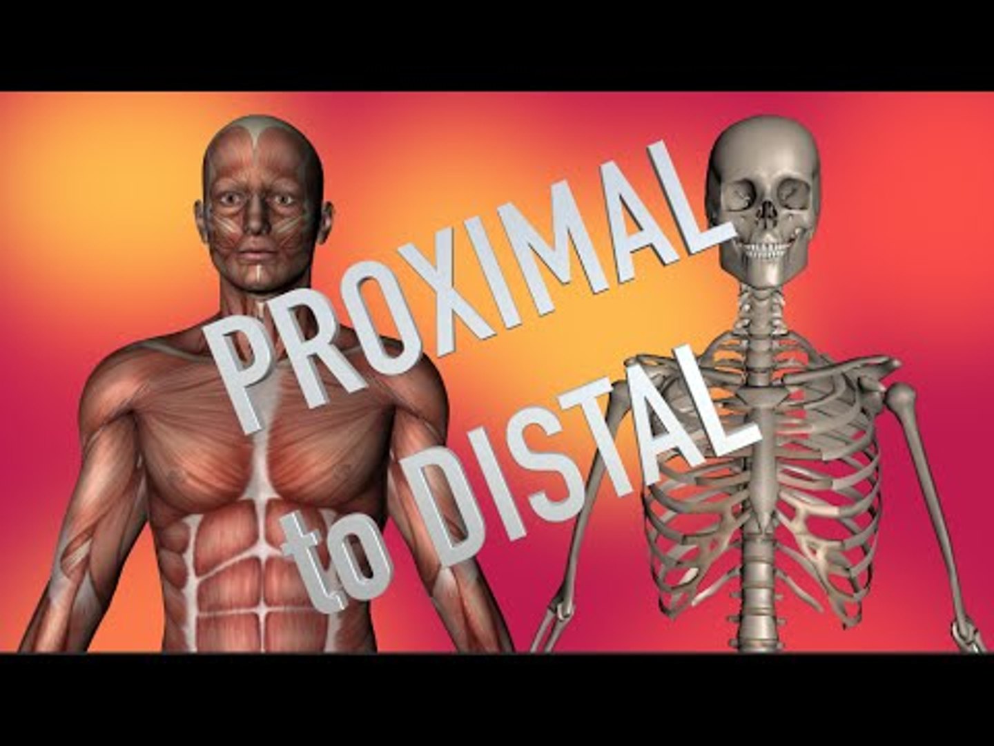Proximal And Distal Anatomy