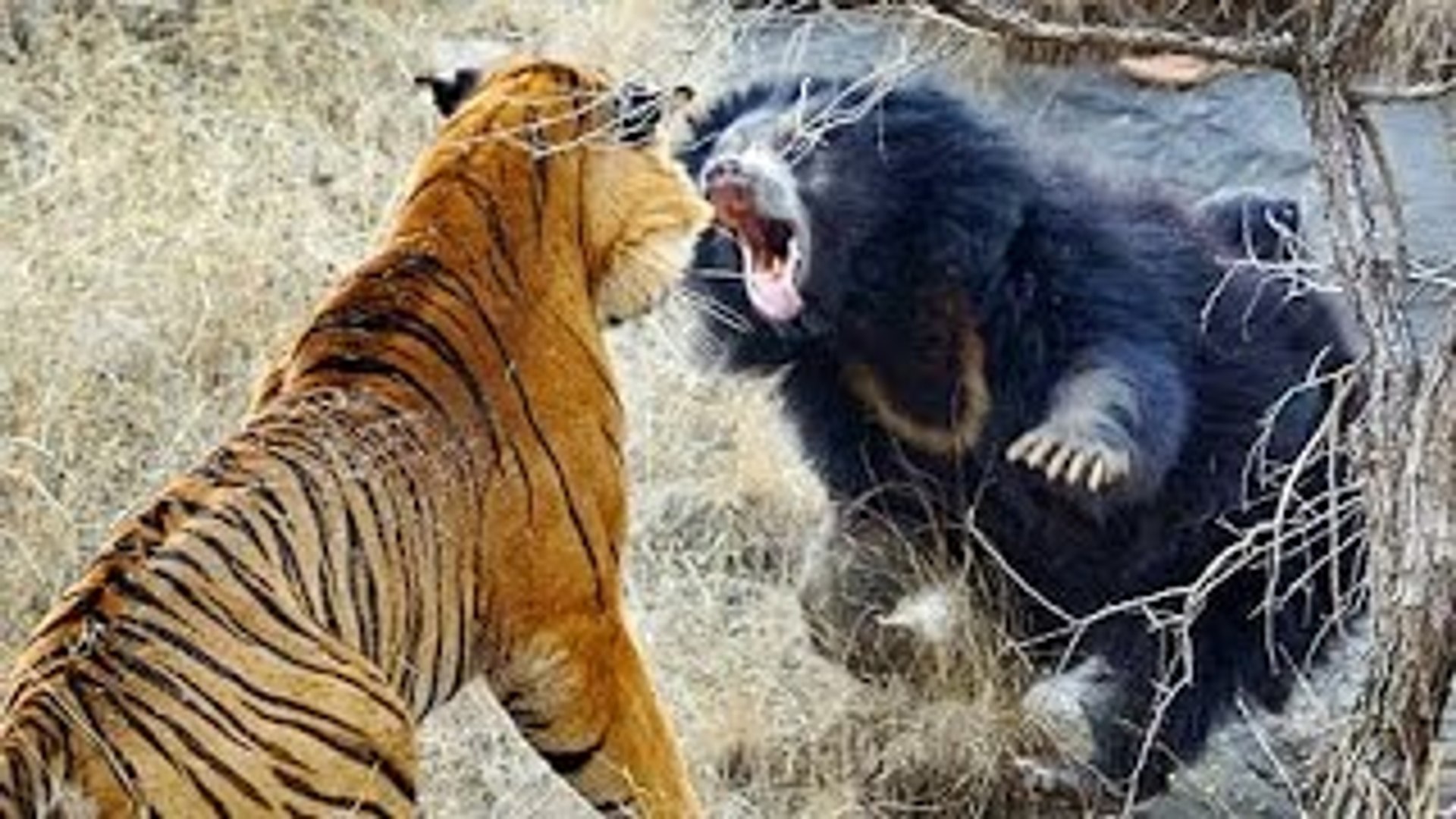 Grizzly Bear Vs Siberian Tiger