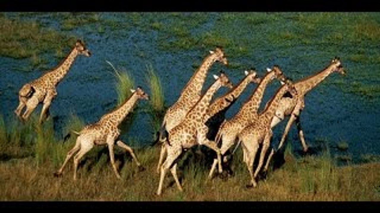 Wild discovery animals channel National Geographic documentary Animal ...