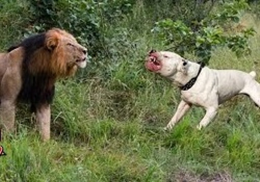 Wild animals hunting dog Pit bull vs tiger Leopard attack guard dogs ...