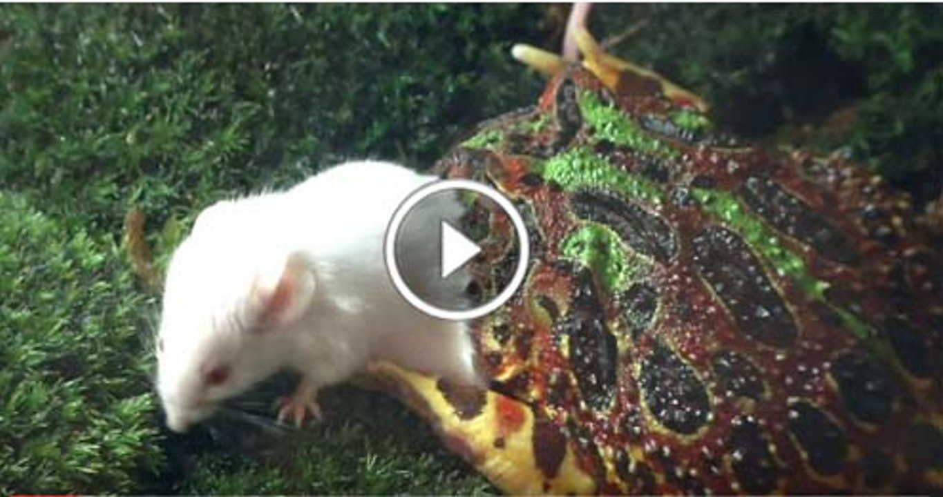Frog Eats Vs Mouse - video Dailymotion