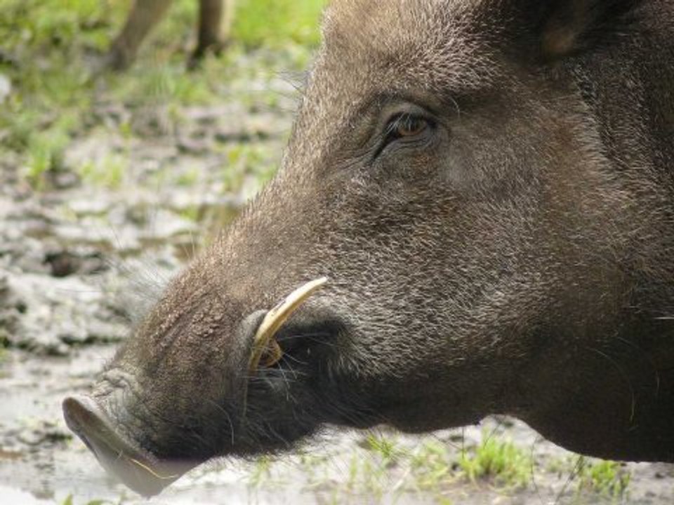 WATCH Giant Wild Pigs Nature Documentary - video Dailymotion