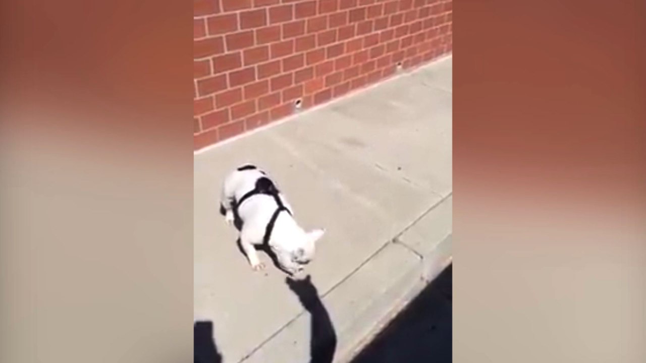 Dog Is Perplexed By A Strange Shadow - video Dailymotion