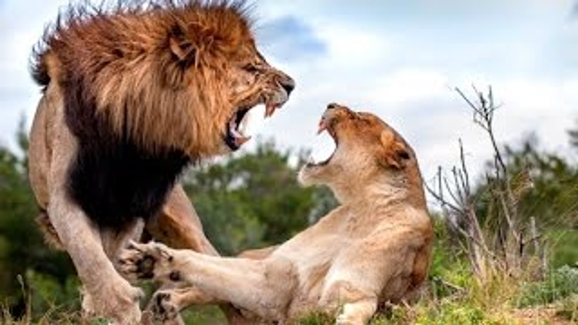 Animals Fighting Other Animals