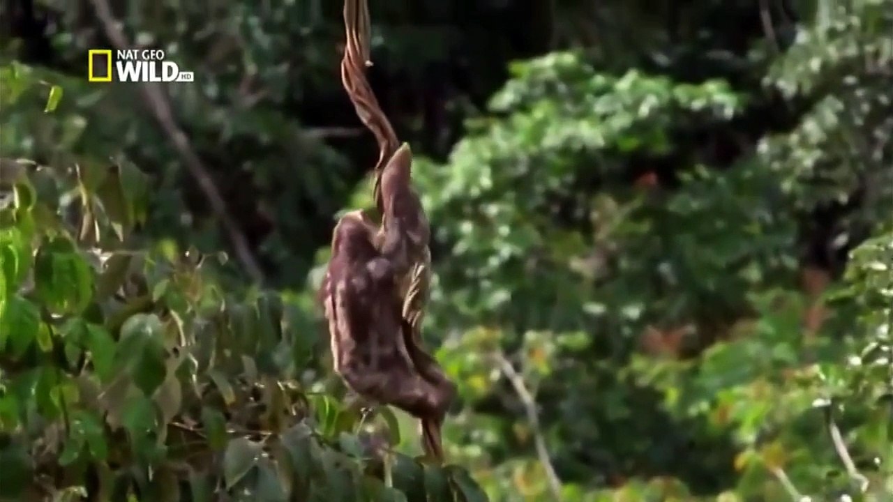 watch Wildlife Documentary The Secret Life of Predators Full Length ...