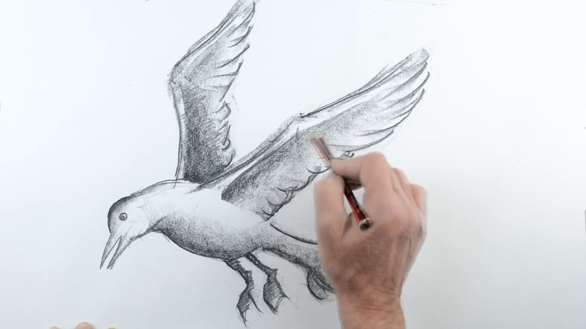 How To Draw A Realistic Bird Flying Step By Step