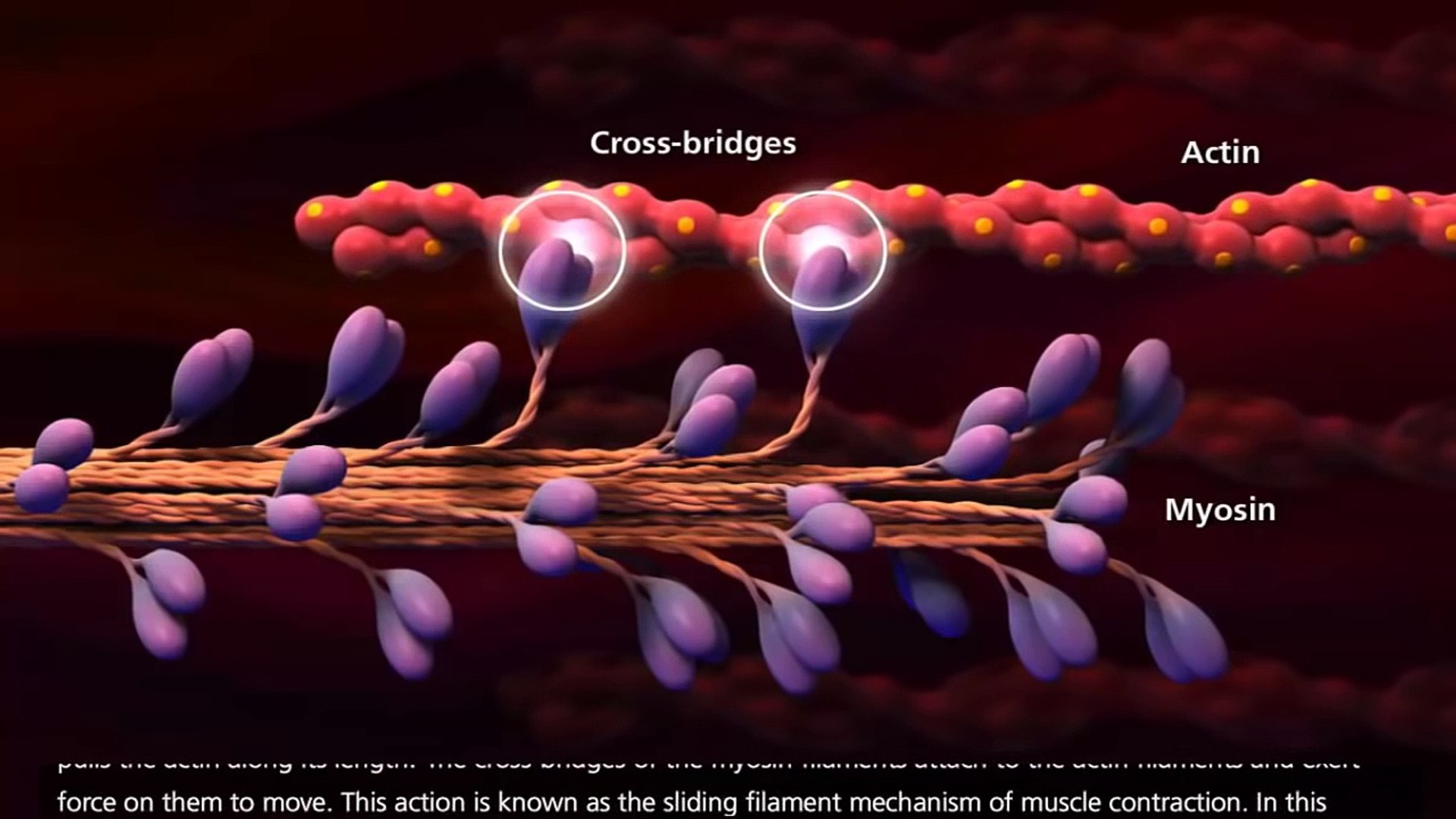 Muscle Contraction Cycle Animation