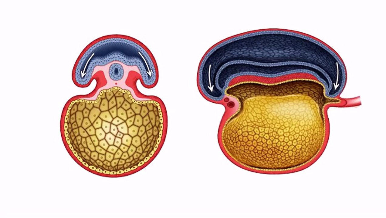 General Embryology - Detailed Animation On Embryonic Folding - video ...