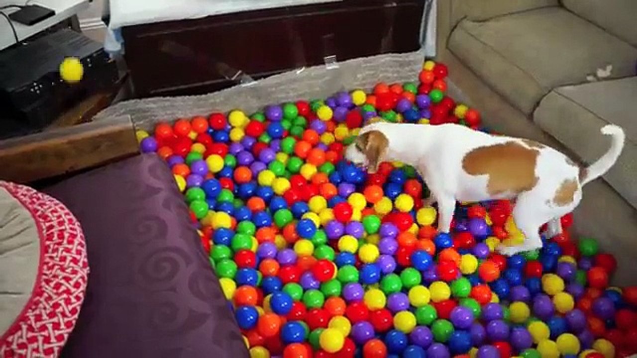 Best Dog Birthday Surprise- DIY Ball Pit for Maymo - video Dailymotion