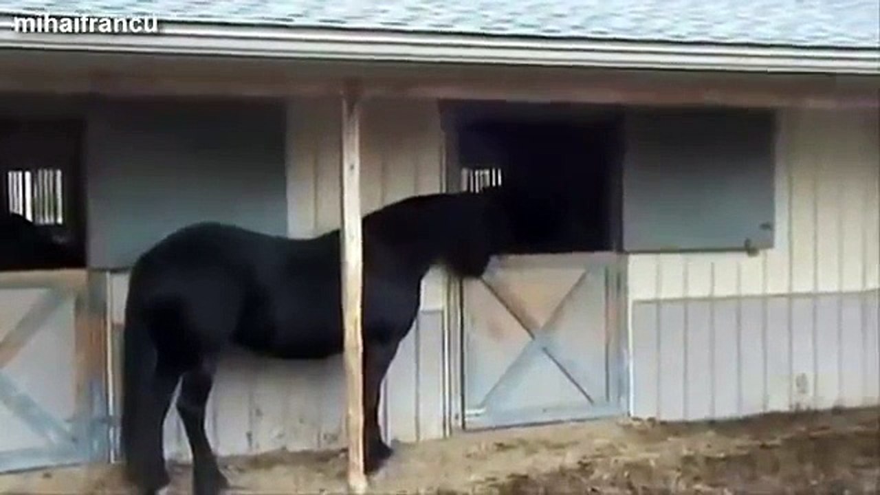 Top 10 Funny Horse Videos Compilation - video Dailymotion