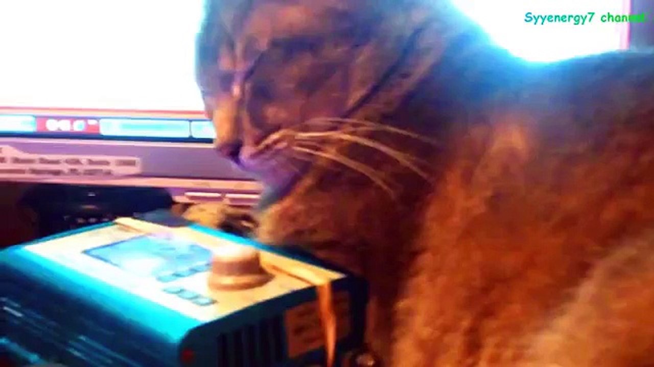 CATS Love the Spooky2 Rife Machine - video Dailymotion