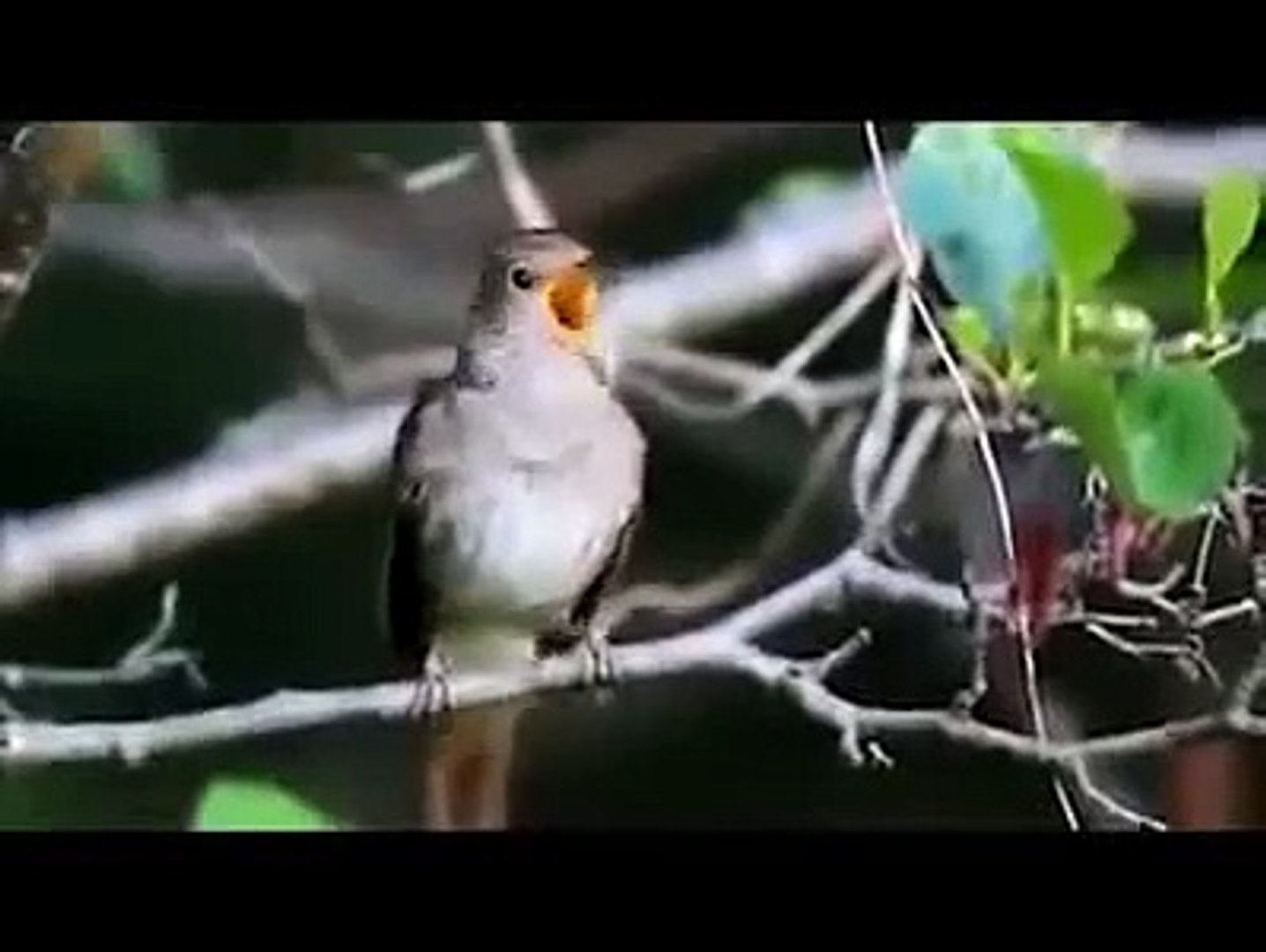 Beautiful Birds Singing