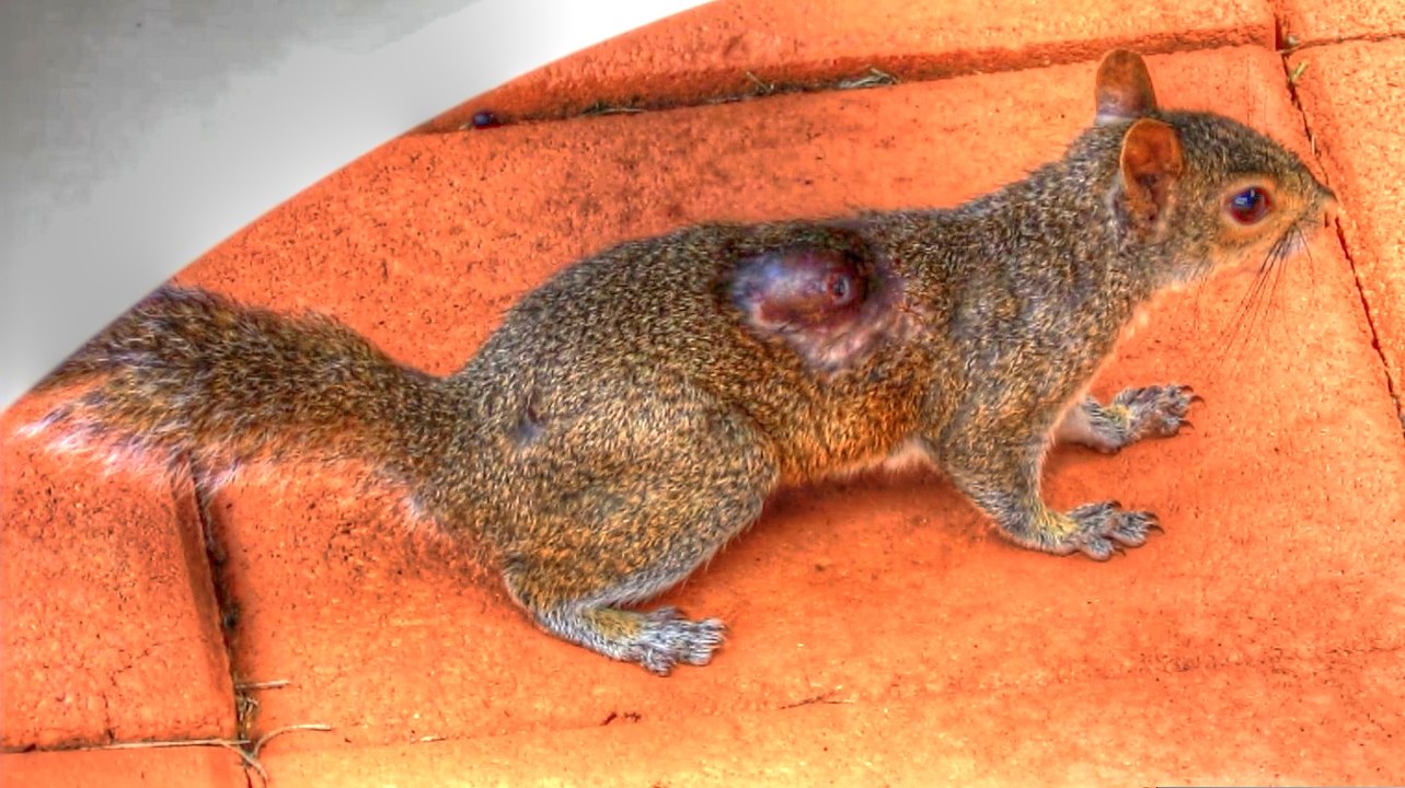 Squirrel Bot Fly Parasite - Mini Documentary - video Dailymotion