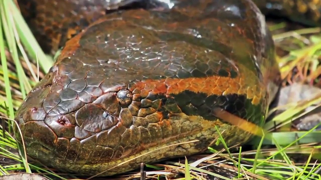 Giant Anaconda vs crocodile ☆ Animals Attack - video Dailymotion