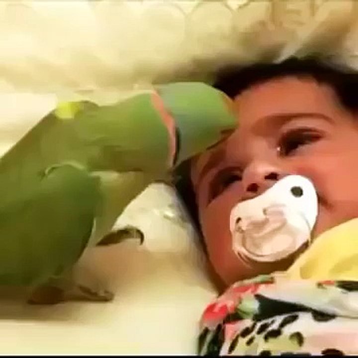 Parrot entertains weeping baby - video Dailymotion