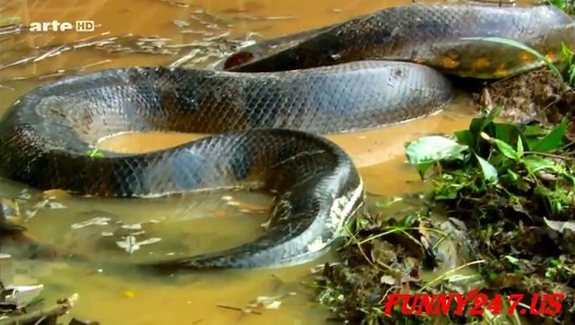 Attenborough - Anaconda gives birth underwater - BBC wildlife ...