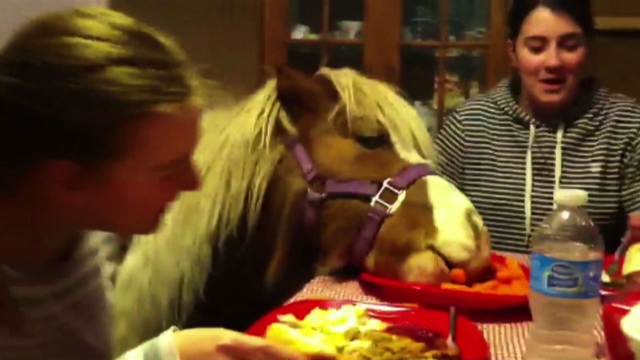 15 Of The World's Weirdest Pets - video Dailymotion