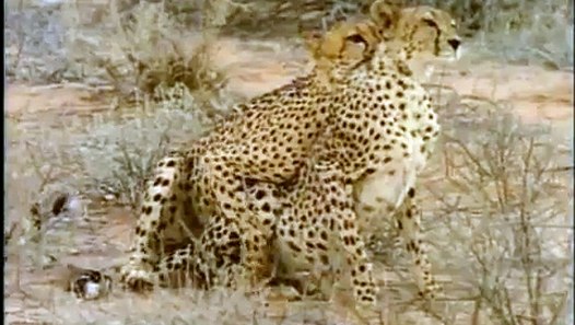 Cheetahs Mating (Fastest Mating Animal) - Vidéo Dailymotion