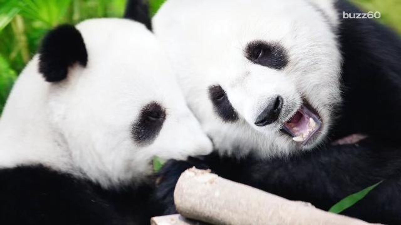 Panda Hugger is the job you never knew you wanted - video Dailymotion