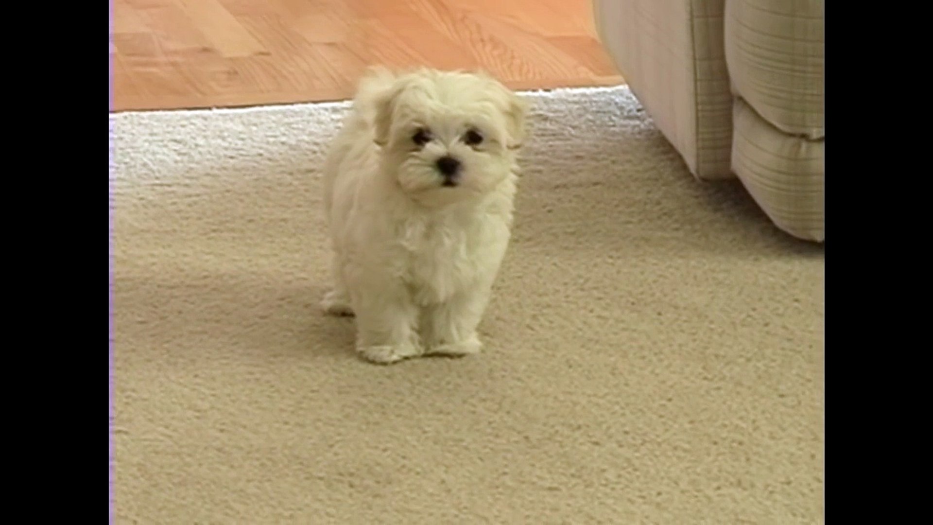 Cute Maltese Puppies Brown