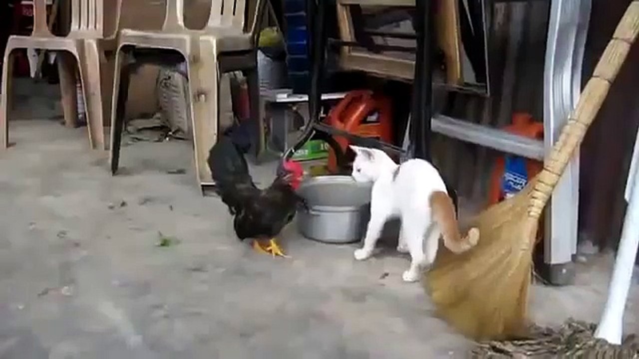 Кот против петуха - Rooster Vs Cat – Видео Dailymotion