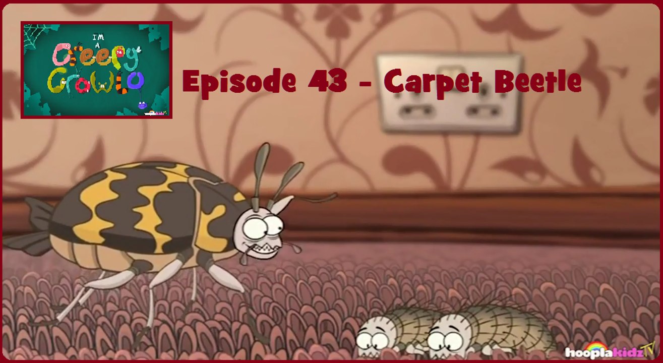 I'm a Creepy Crawly - Episode 43 - Carpet Beetle – Видео Dailymotion