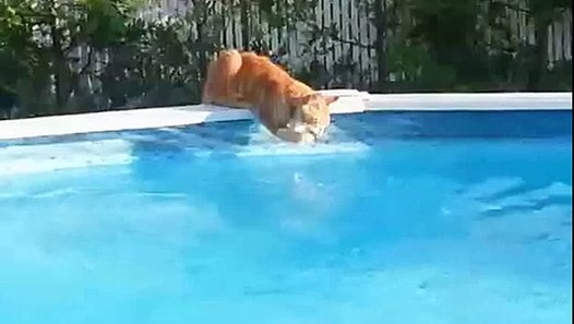 NEW - Cat falling into the swimming pool - HILARIOUS - video dailymotion