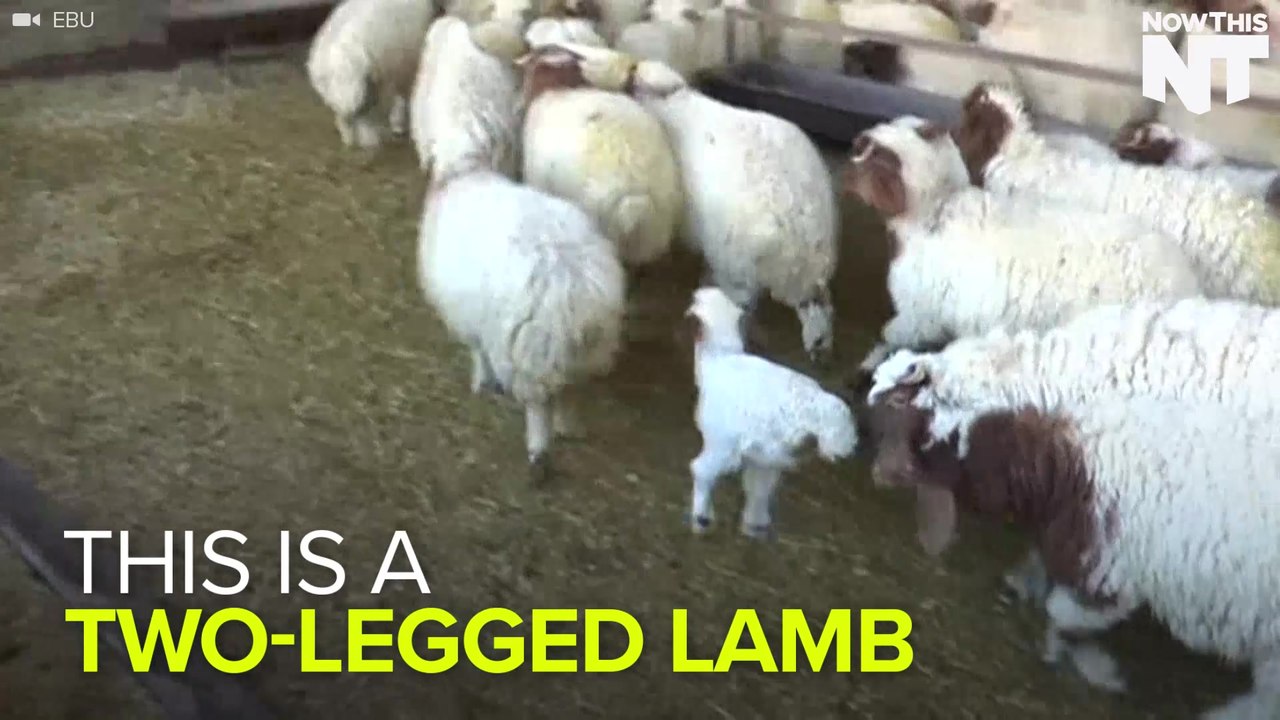The Happiest Two-Legged Lamb You'll Ever Meet - video Dailymotion