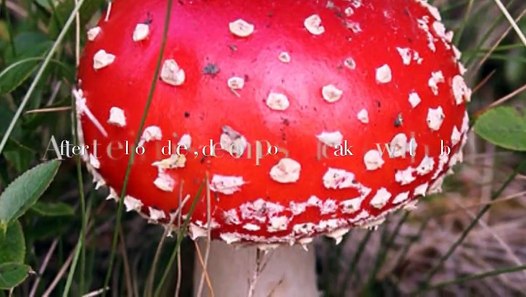 Isolated: The Zoé tribe (part 1) - Dailymotion Video