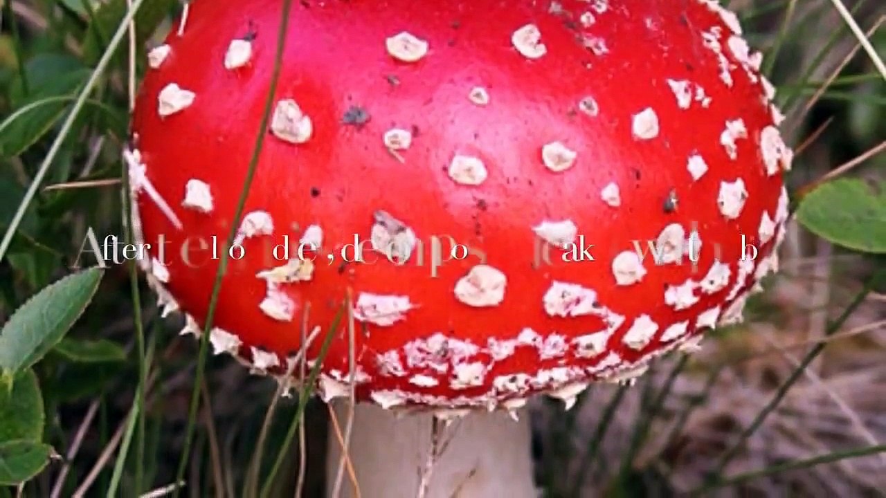 Isolated: The Zoé tribe (part 1) - Dailymotion Video