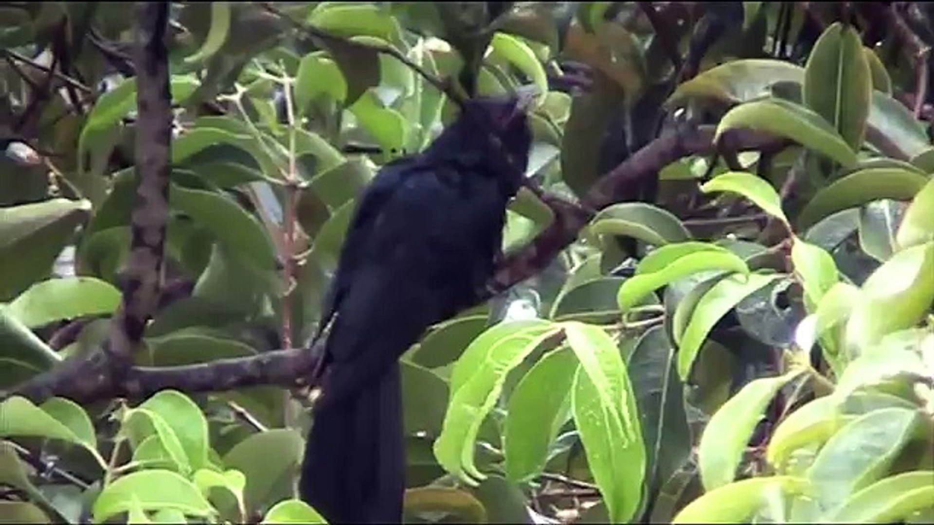 Koel Bird Voice