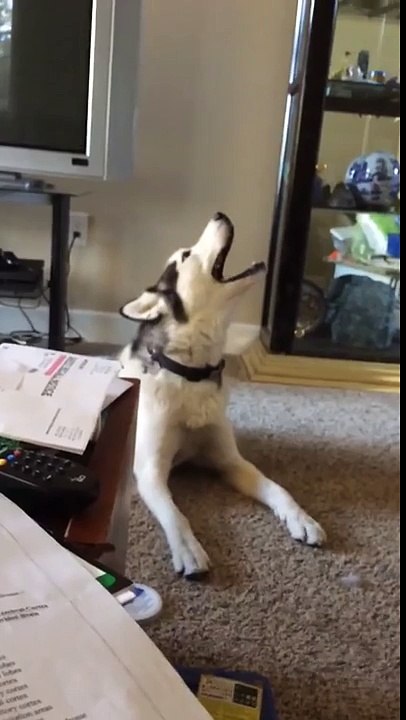Screaming Husky is Confused - video Dailymotion