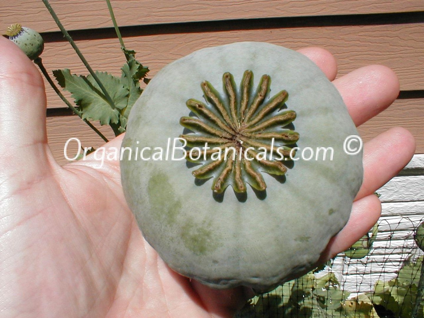 Papaver Somniferum Grow Cycle