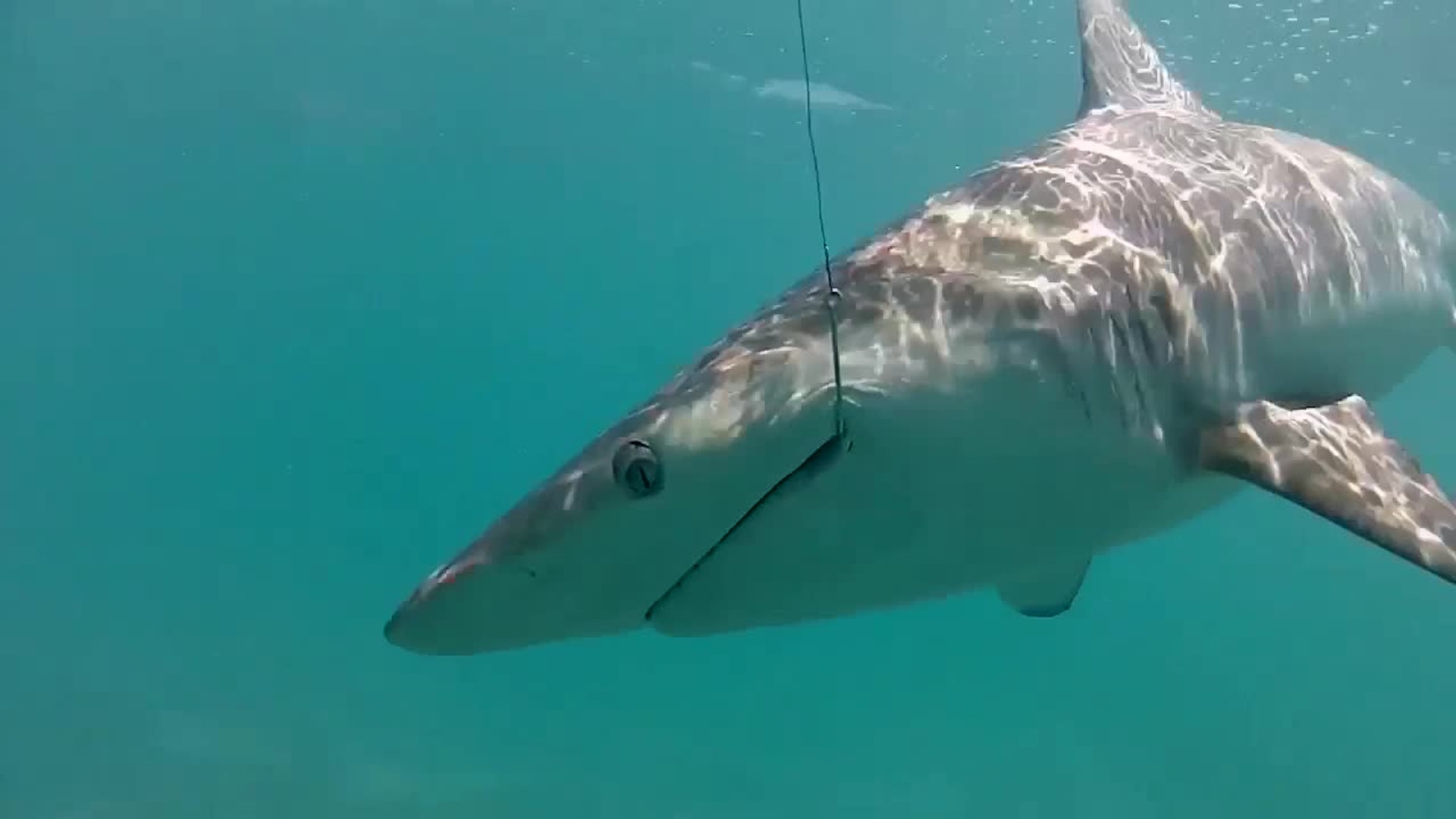 Spinner Shark Cocoa Beach
