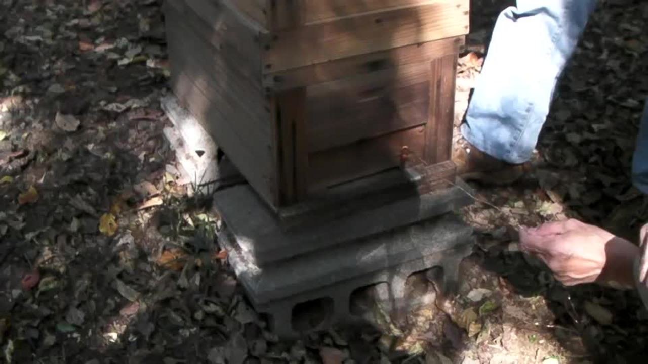 Hot Defensive Bee Ball - video Dailymotion