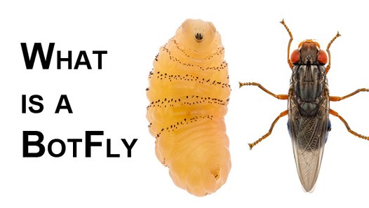 What is a BotFly - video dailymotion