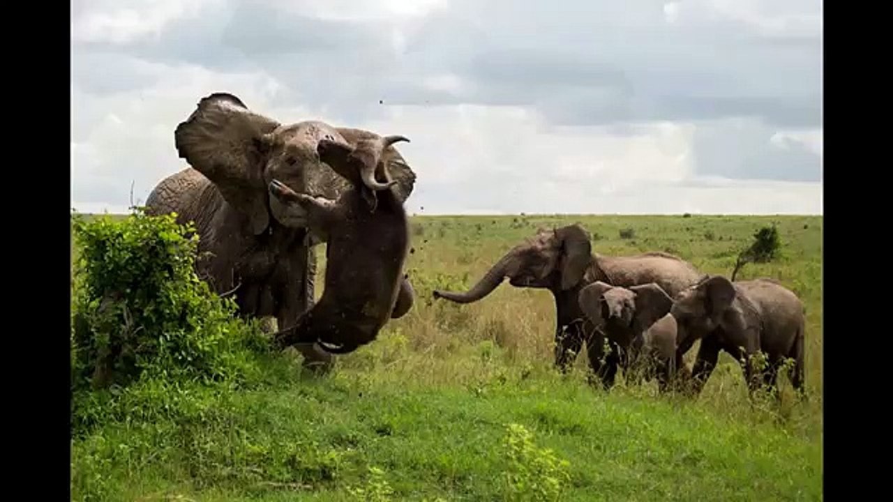 Angry elephant kills buffalo which came near its calves - video Dailymotion
