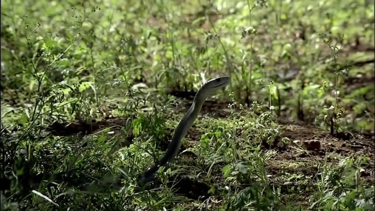 Black Mamba || Most Dangerous Snake In World || 2016 National Geographic Documentary - video ...