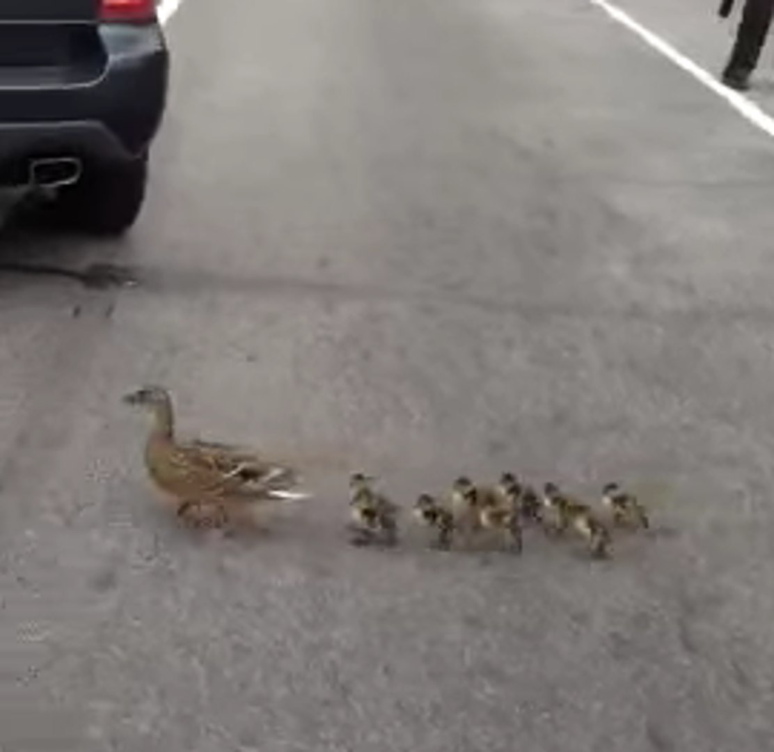 Cartoon Ducks Crossing