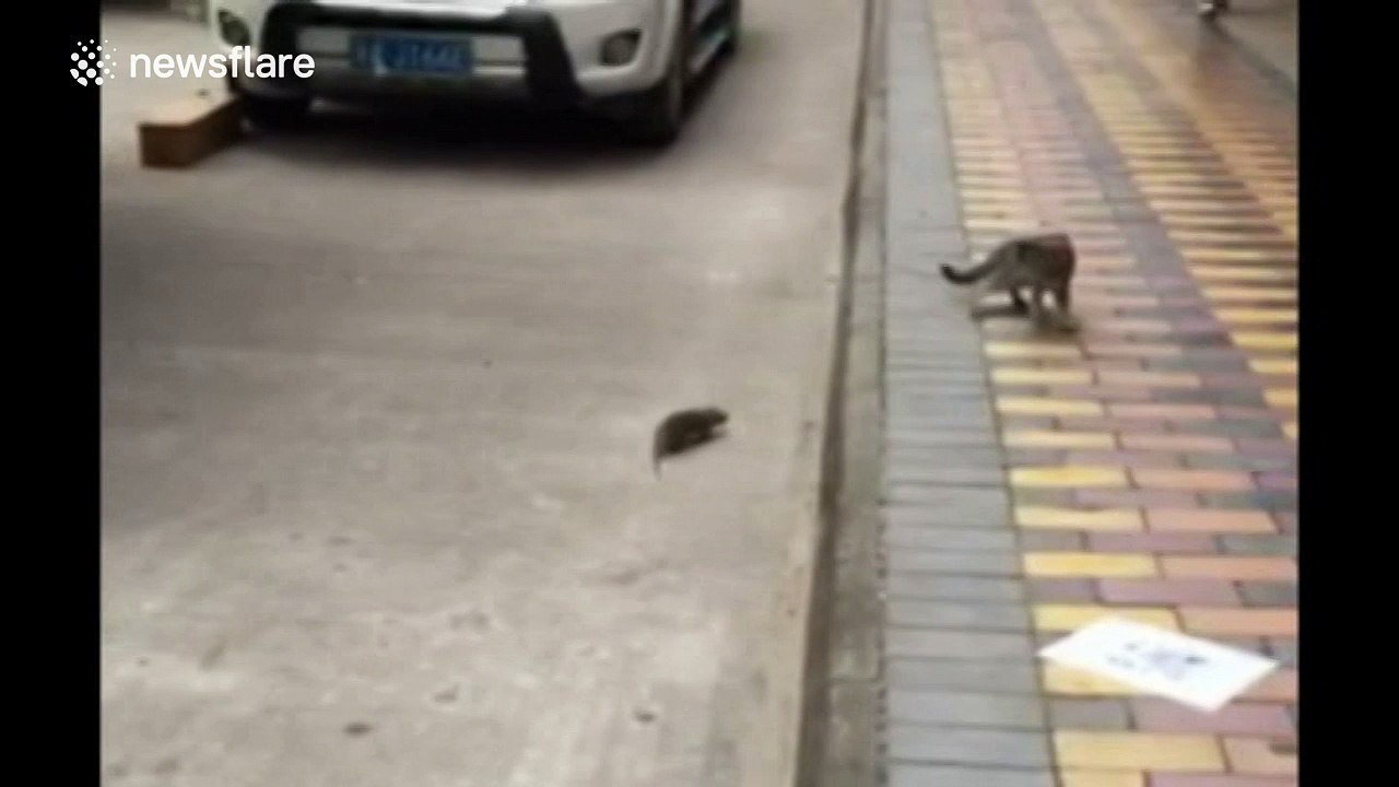 This rat chasing a cat is HUGE - video Dailymotion