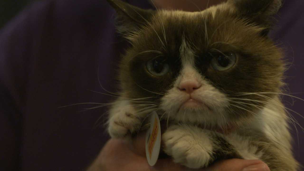 Grumpy Cat Treats Fans at SXSW - video Dailymotion