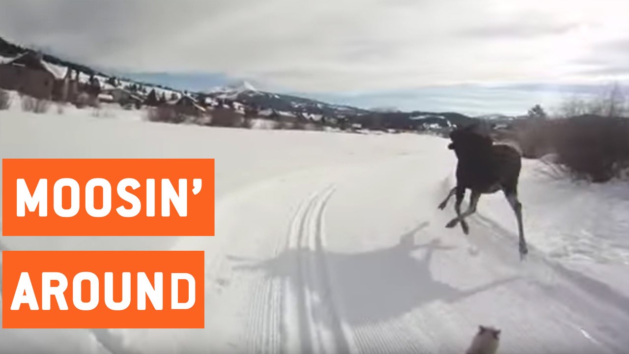 Skier and His Dog Chased By Moose | Wild Moose Chase - video Dailymotion