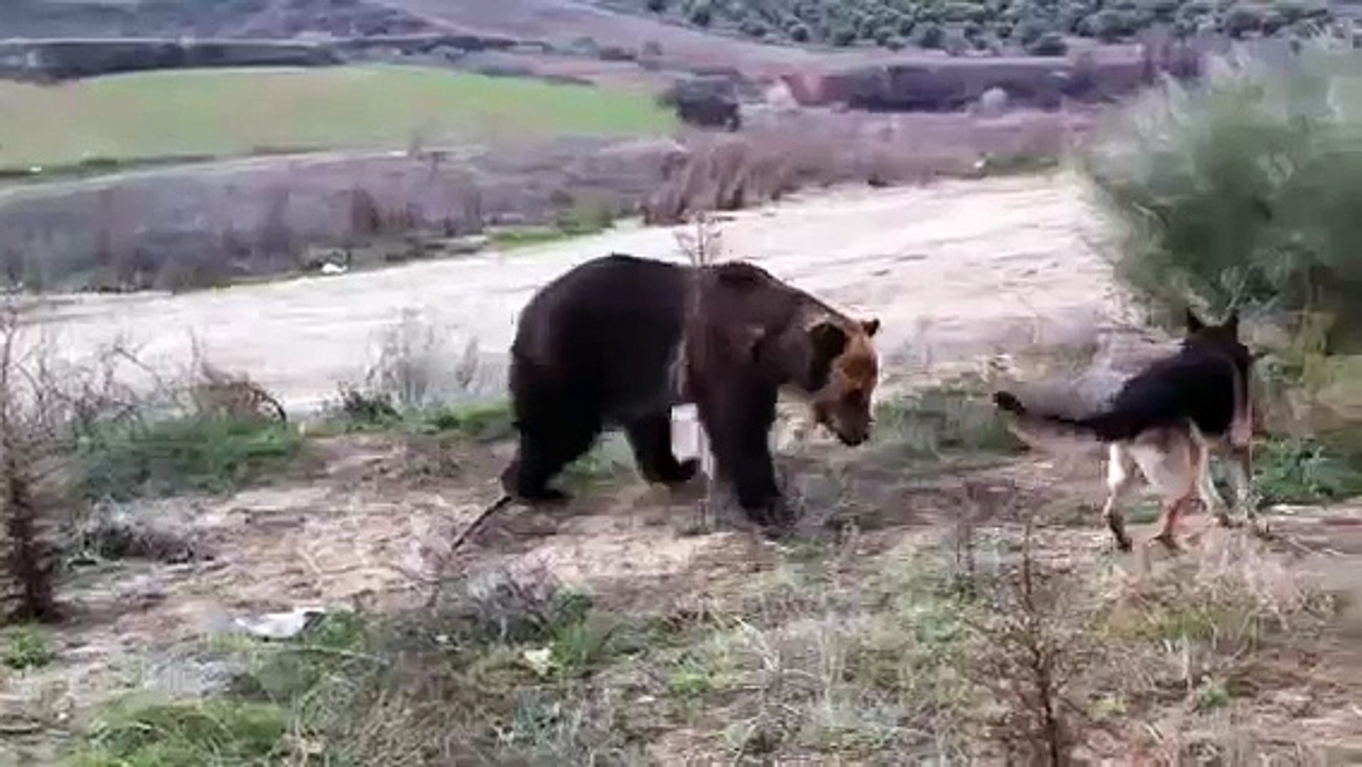 Pitbull Attacks Bear